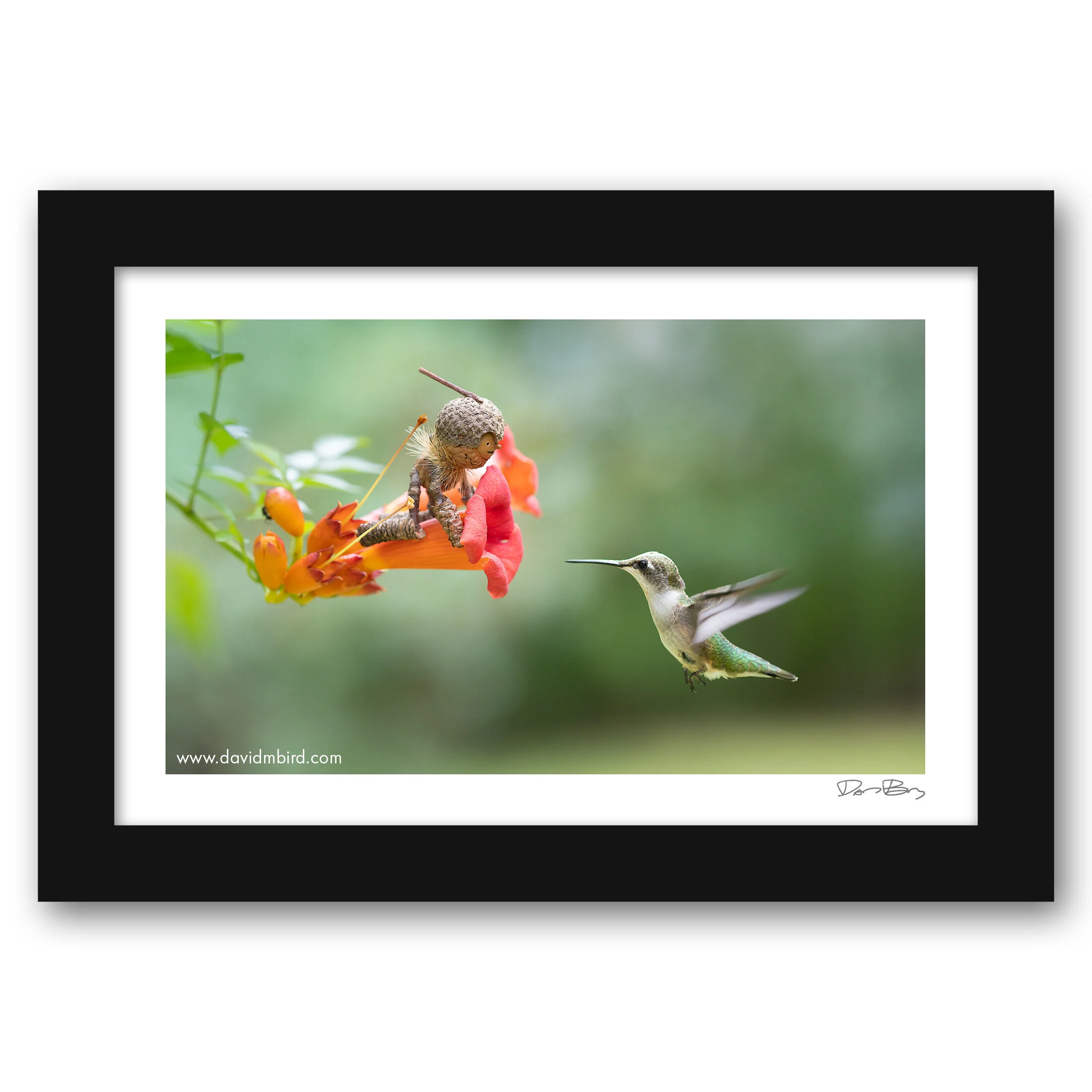 David M Bird | Becorns Fine Art Photography