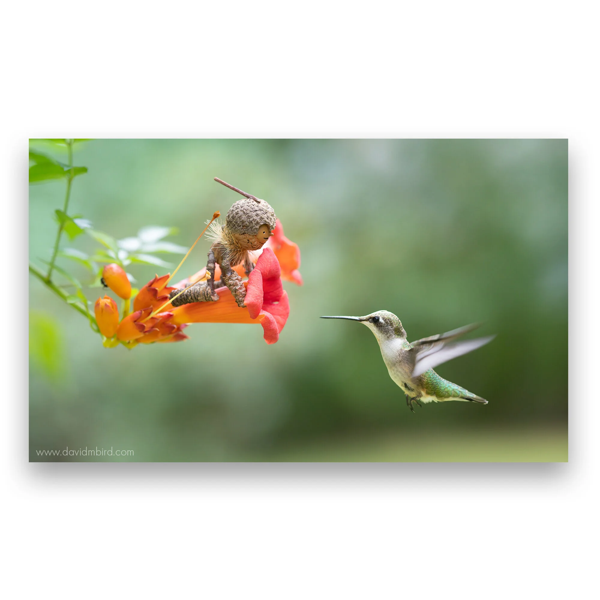 David M Bird | Becorns Fine Art Photography
