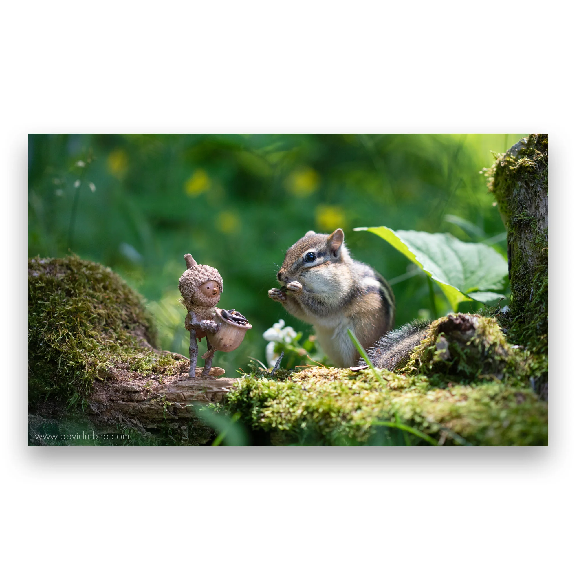 David M Bird | Becorns Fine Art Photography