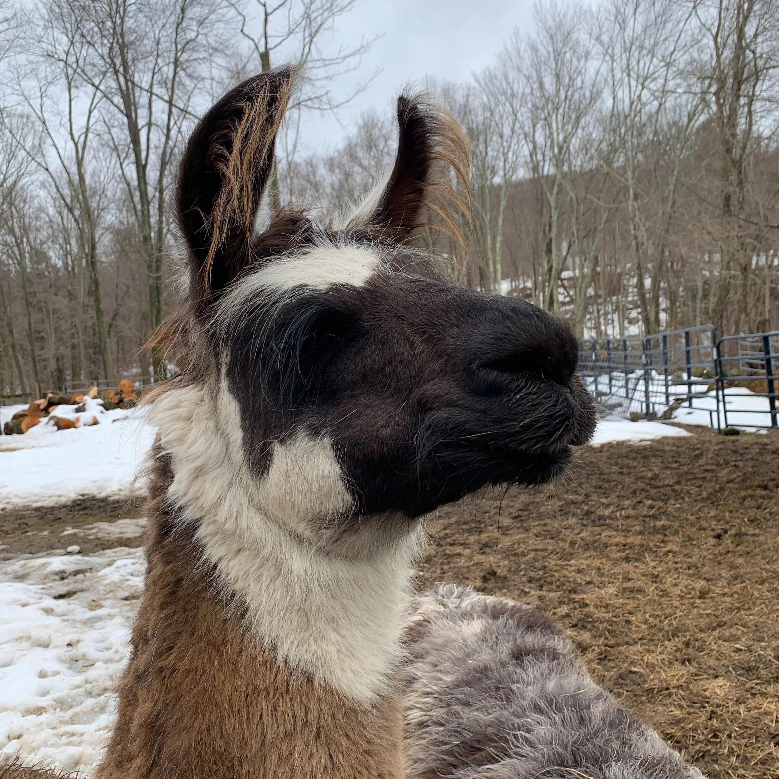 Meet Our Llamas — Rowanwood Farm