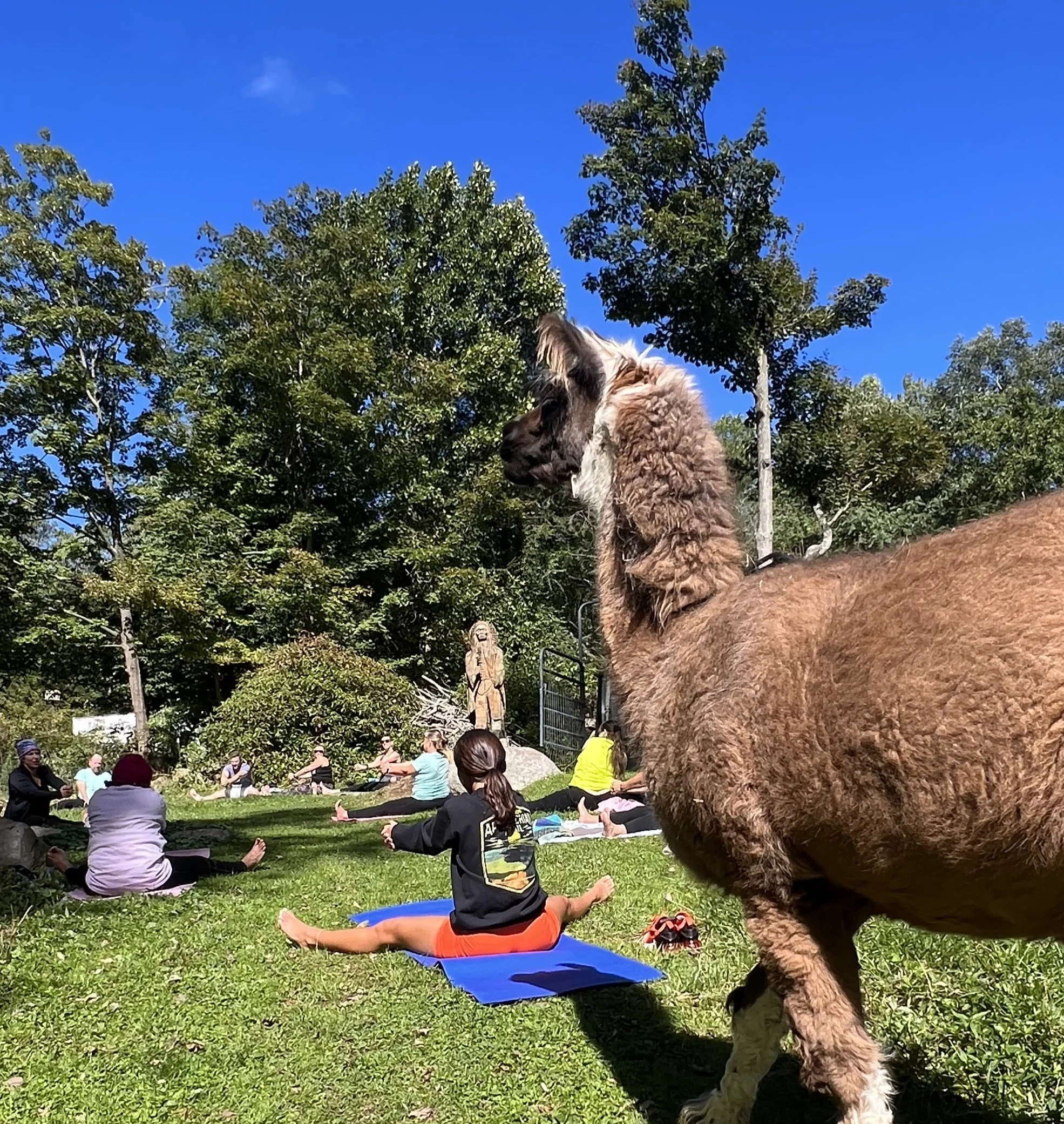 Llama Yoga — Rowanwood Farm