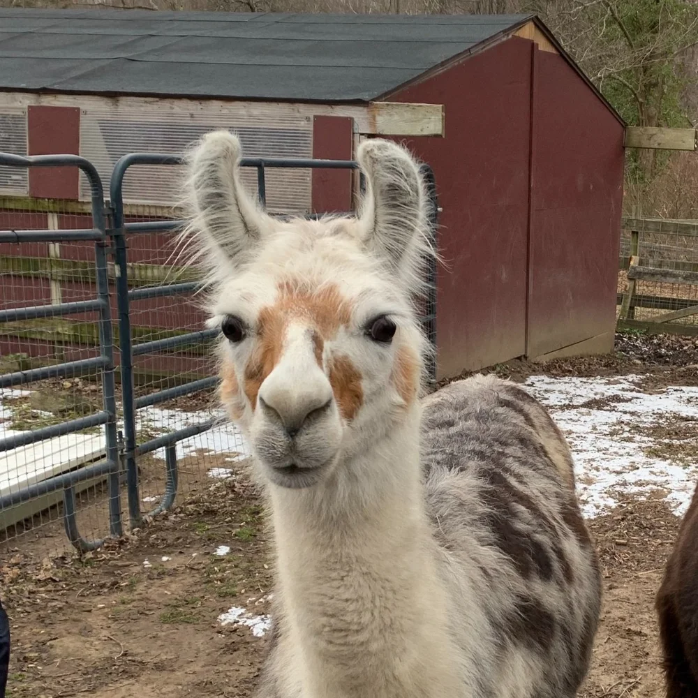 Meet Our Llamas — Rowanwood Farm