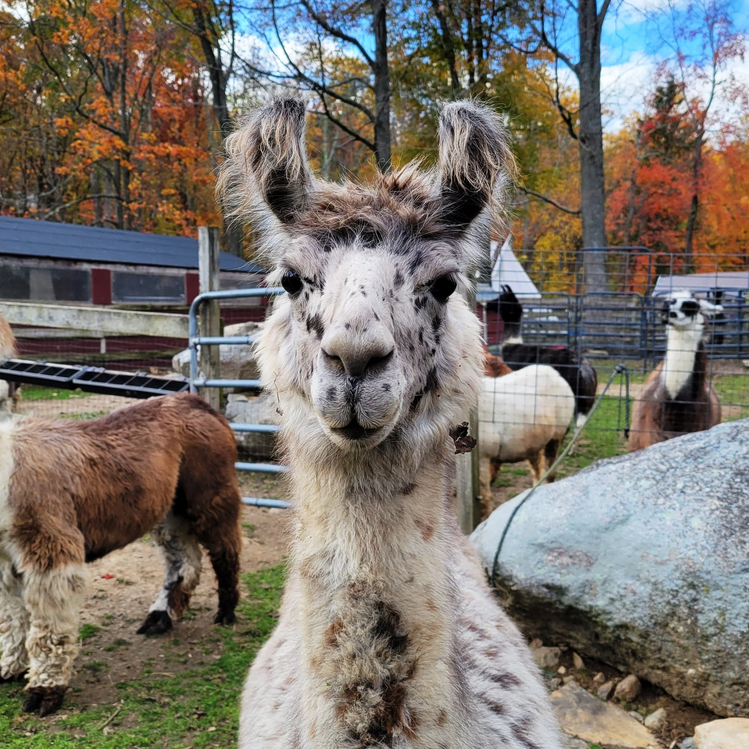 Meet Our Llamas — Rowanwood Farm