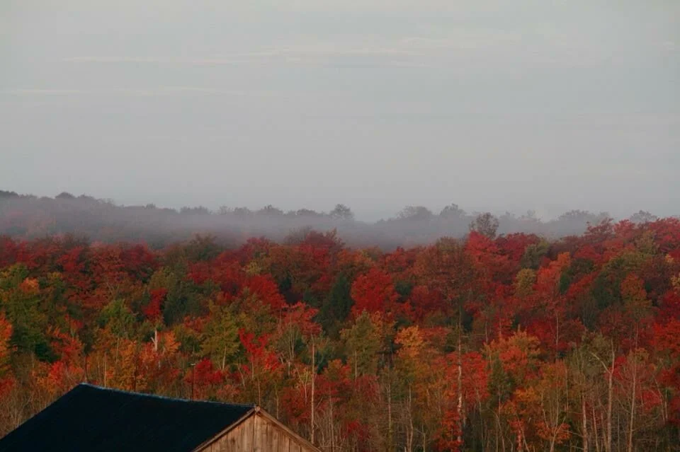 Landscape Inspirations — Koigu