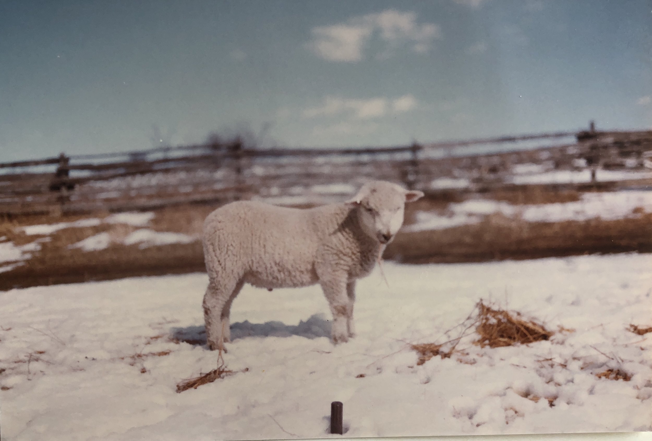 Where Does the Name Koigu Come From? — Koigu