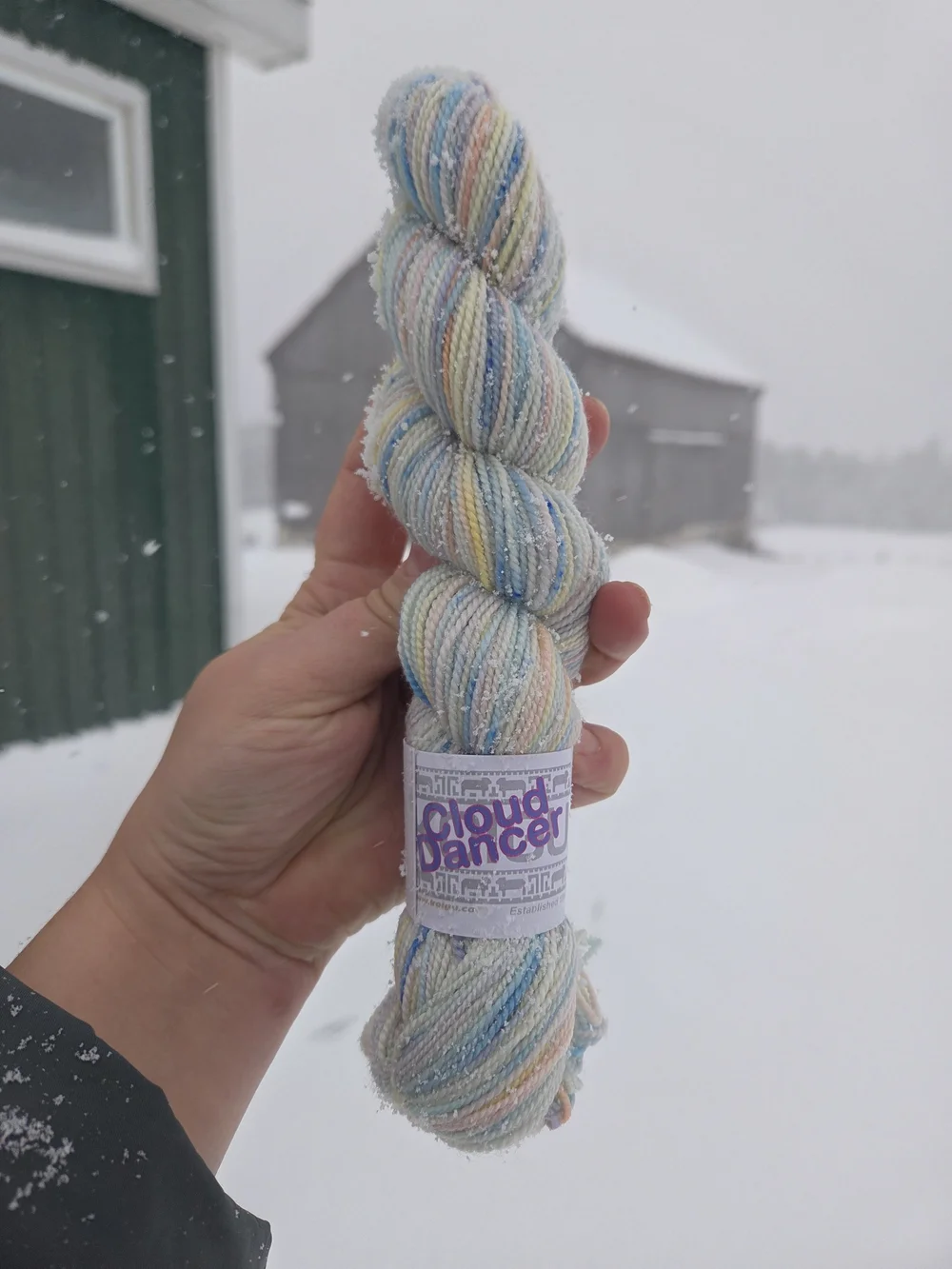 Cloud Dancer - Collector Colour — Koigu