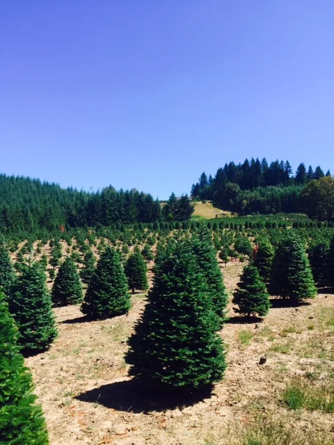 Retail & U-Cut — Oregon Christmas Tree Growers Association