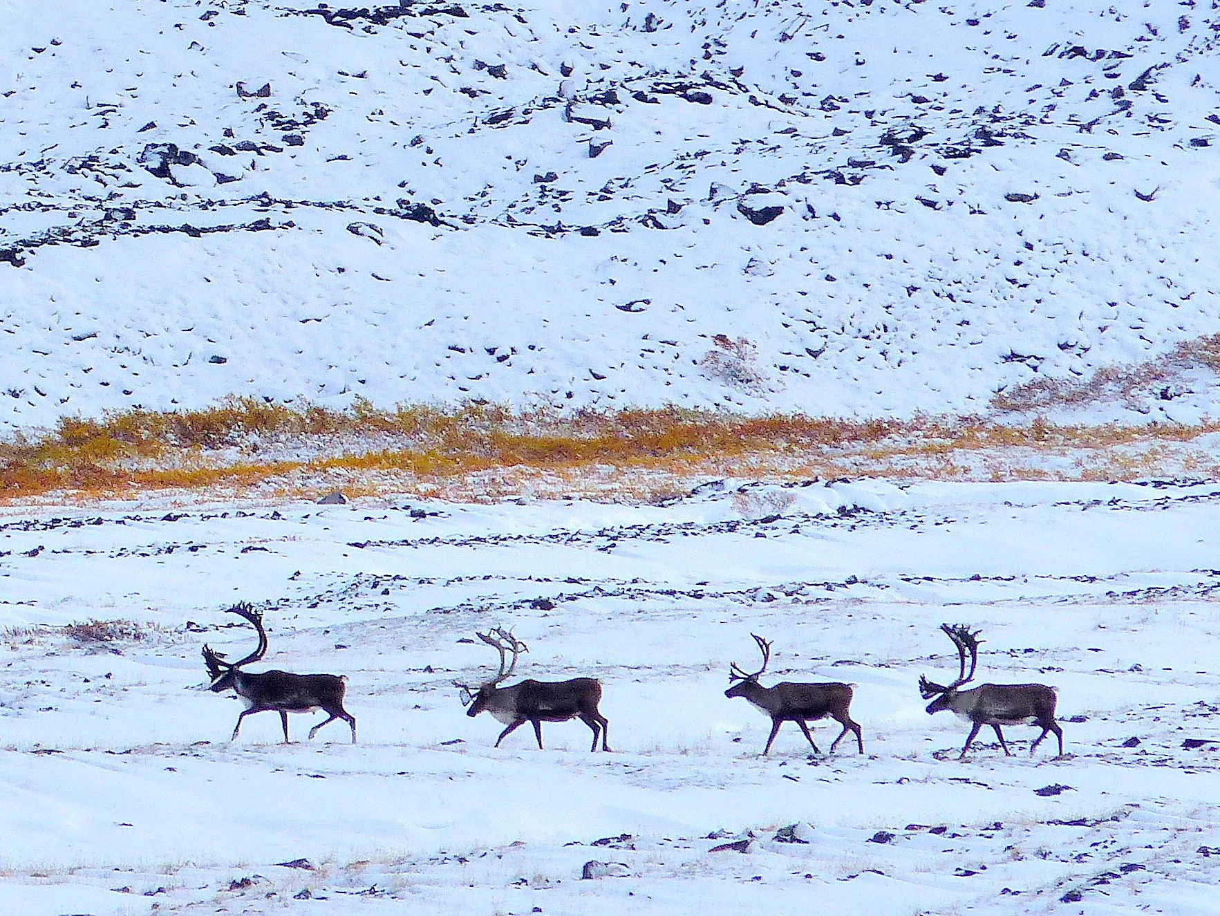 Arctic Caribou