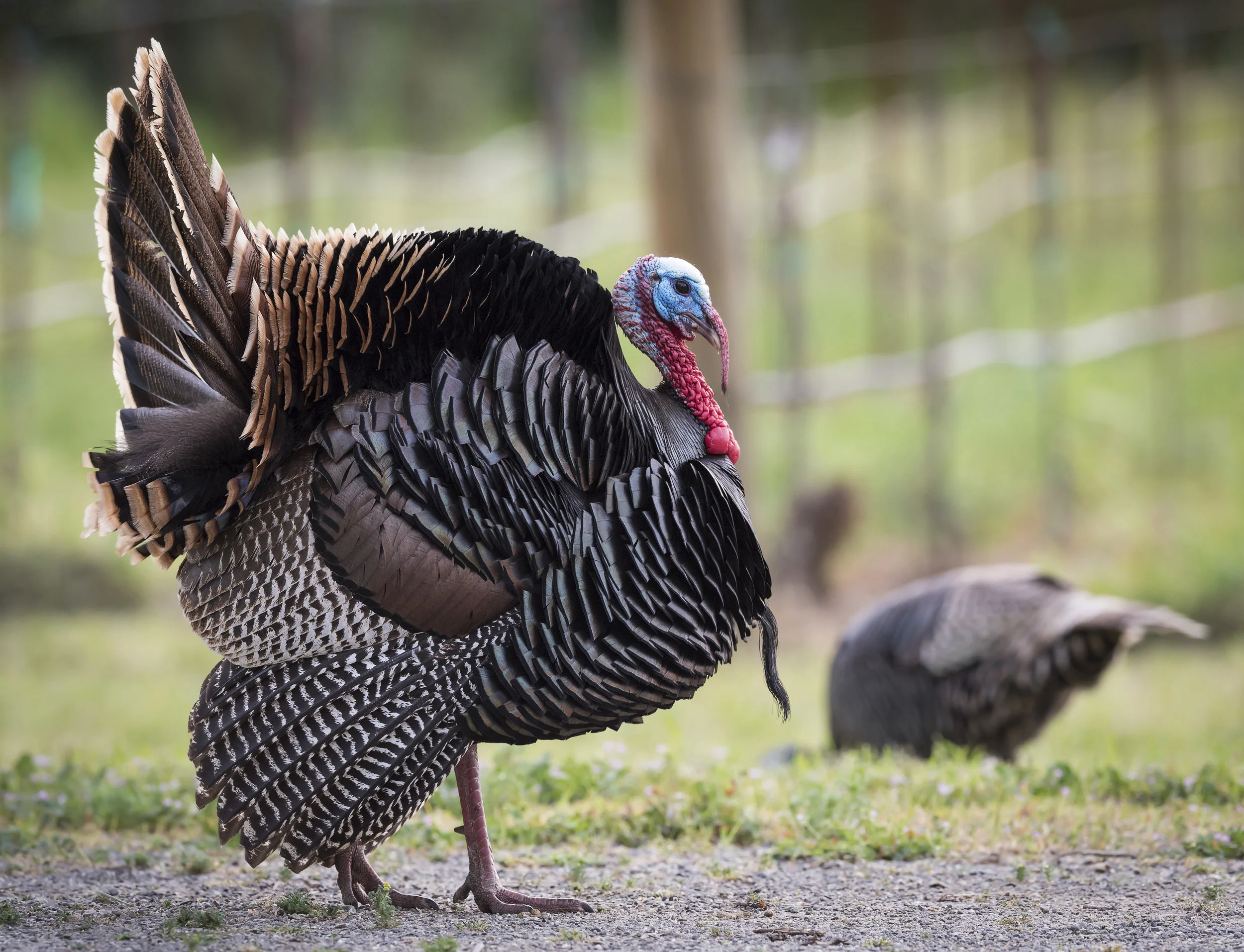 Great Bear Vineyards