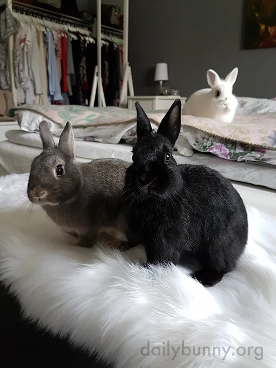 Monochromatic Bunnies Know Their Color Theory — The Daily Bunny