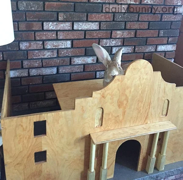 Bunny's Cuteness Can Defend the Alamo Against Any Army — The Daily Bunny