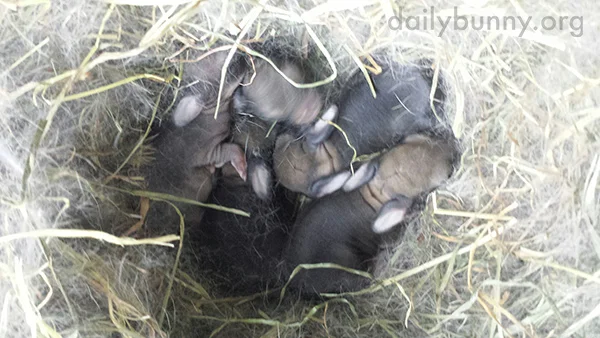 Bunny Surprises Caretakers with a Litter of Babies! — The Daily Bunny