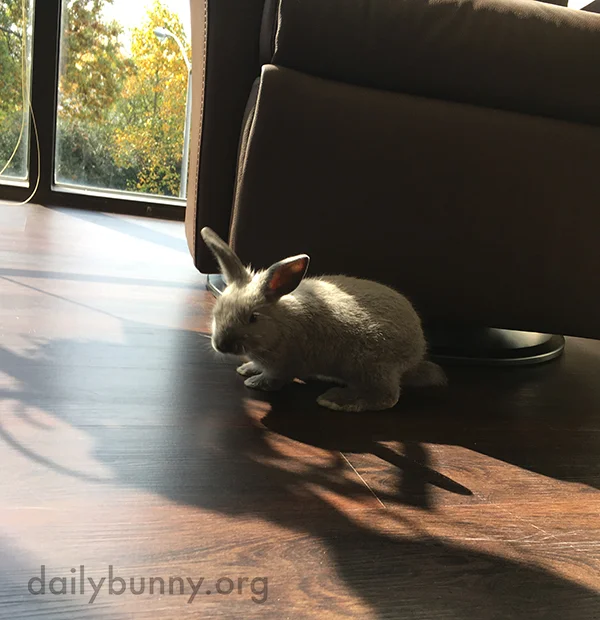 Therapy Bunny Makes Patients (and Staff) Happy — The Daily Bunny