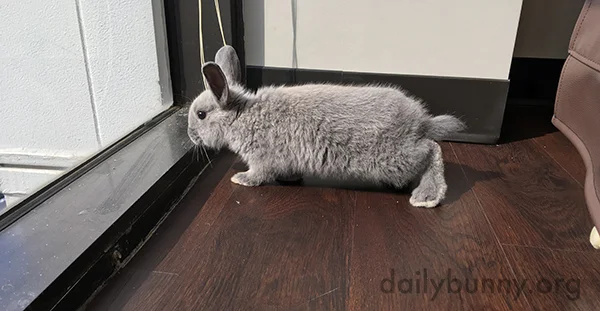 Therapy Bunny Makes Patients (and Staff) Happy — The Daily Bunny