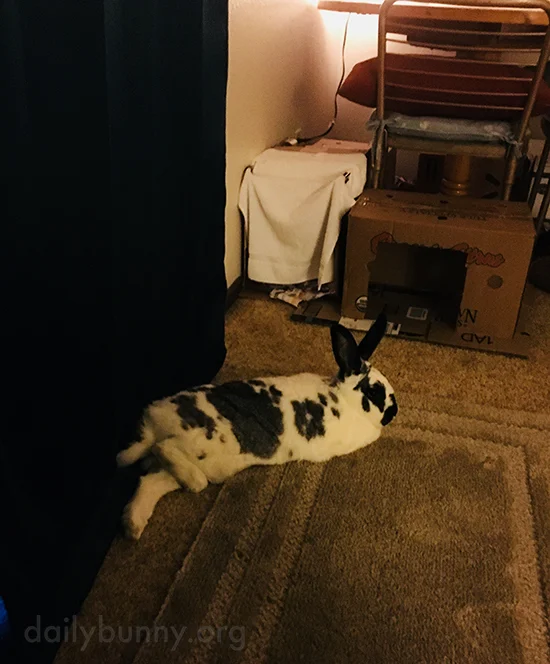 Bunny Can't Decide Whether to Stretch Those Big Back Legs or Keep Them ...
