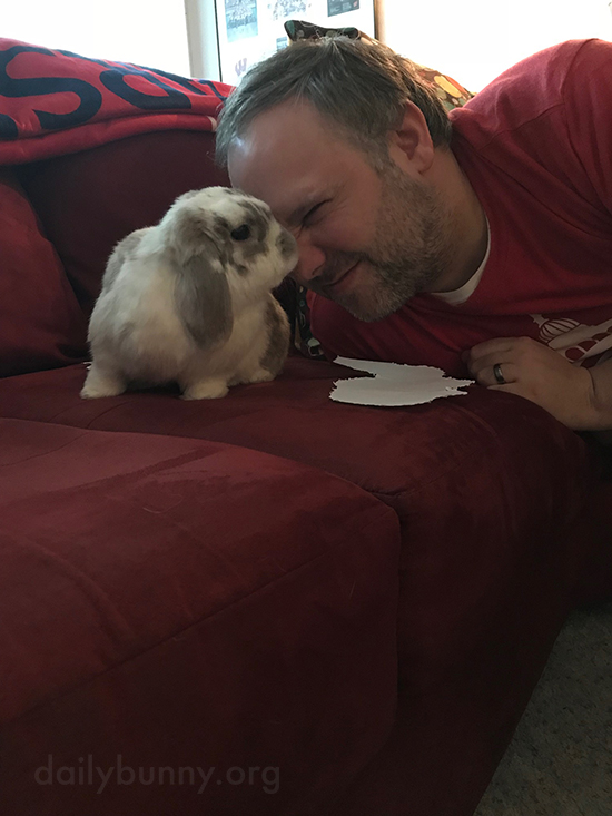 Bunny Gives His Human Face Nuzzles — The Daily Bunny