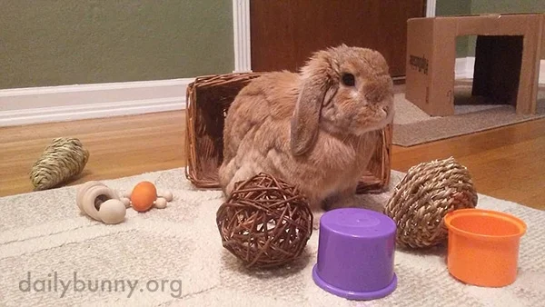 Look at All Those Fun Toys You Have, Bunny! — The Daily Bunny