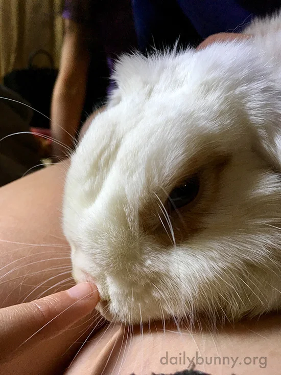 Human Boops Bunny's Nose — The Daily Bunny