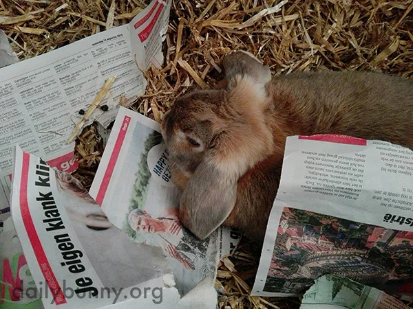 Bunny's Been Doing a Very Thorough Job of "Reading" the Newspaper — The ...