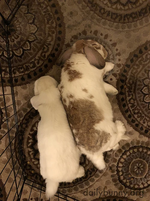 Aerial View of Sweetly Napping Bunnies — The Daily Bunny