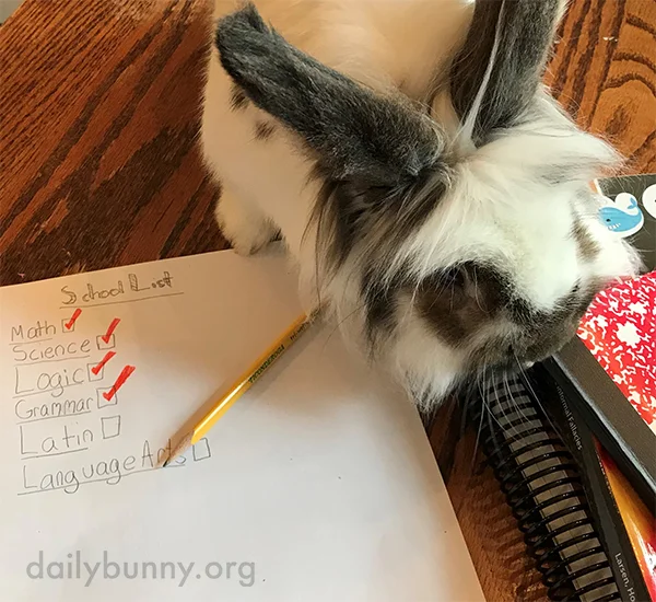 Bunny's Favorite Part of Human's Homework Is the All the Tasty Paper ...