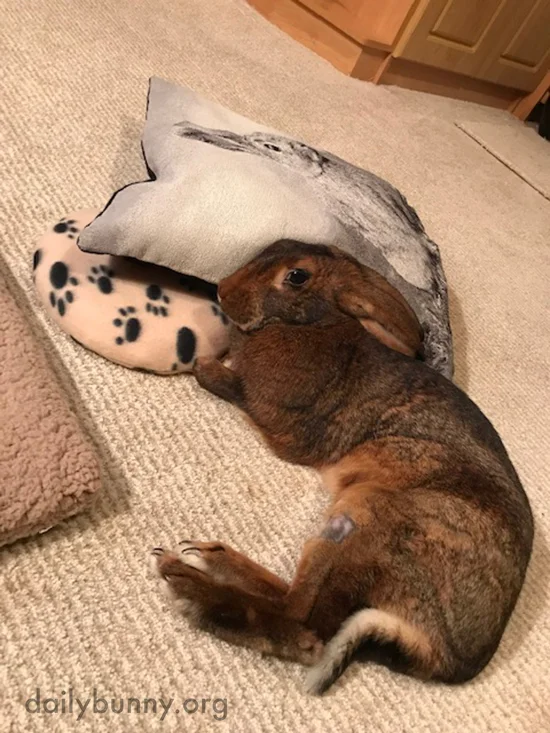 Bunny's Ready for a Lazy Bunday - Put Something Good on TV! — The Daily ...