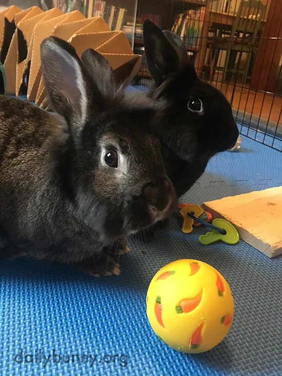 Bunny Supervises the Gathering of Firewood — The Daily Bunny