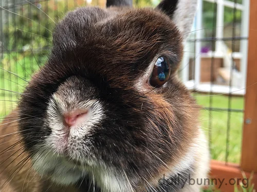 A Bunny Nose So Close Up You Can Boop It — The Daily Bunny