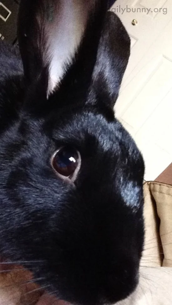 Bunny's Fur Is the Ultimate in Shiny, Silky Softness — The Daily Bunny