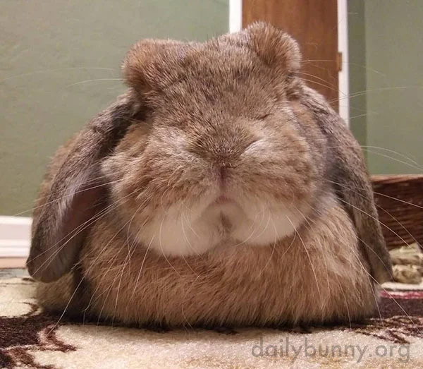 I Certainly Don't Want to Earn This Bunny's Disappointment! — The Daily ...