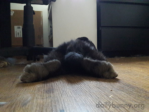 Those Fuzzy Bunny Feet! — The Daily Bunny