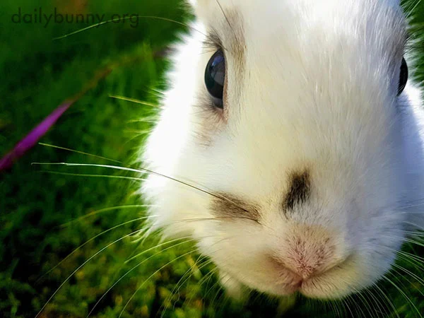 Closeup of Curious Bunny's Sweet Little Face — The Daily Bunny