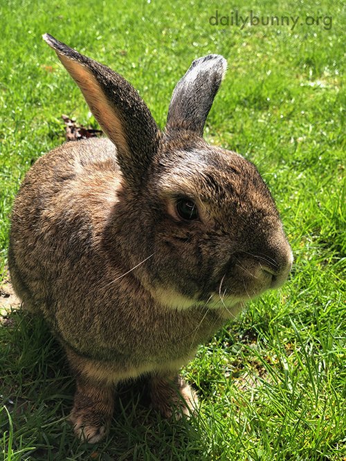 Where to Romp Next, Bunny? — The Daily Bunny