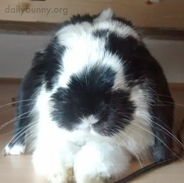 Just Look at Bunny's Soft, Furry Face — The Daily Bunny