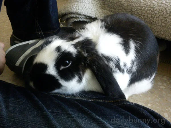Bunny's Just 'Mirin Her Human — The Daily Bunny