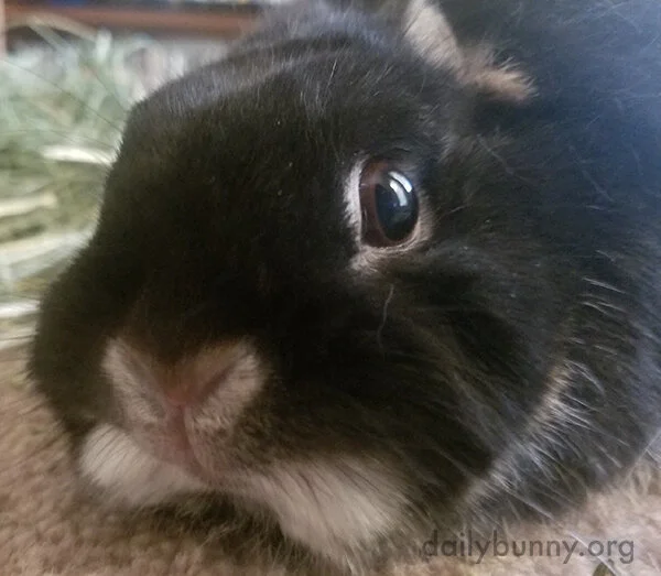 Closeup of Bunny's Sweet Face — The Daily Bunny