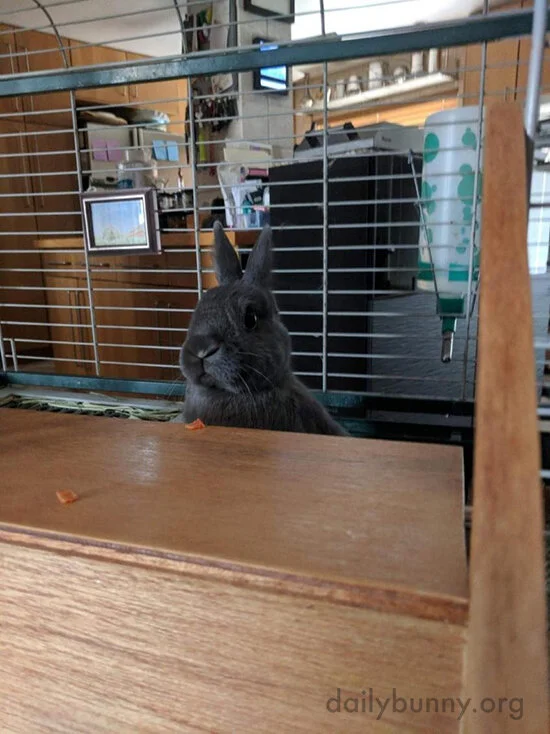 Bunny Learns to Climb His Custom-Built Stairs — The Daily Bunny