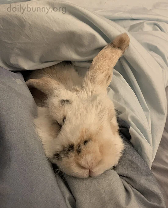 Bunny Tries on a Hat for Tonight's New Year's Eve Celebration — The ...