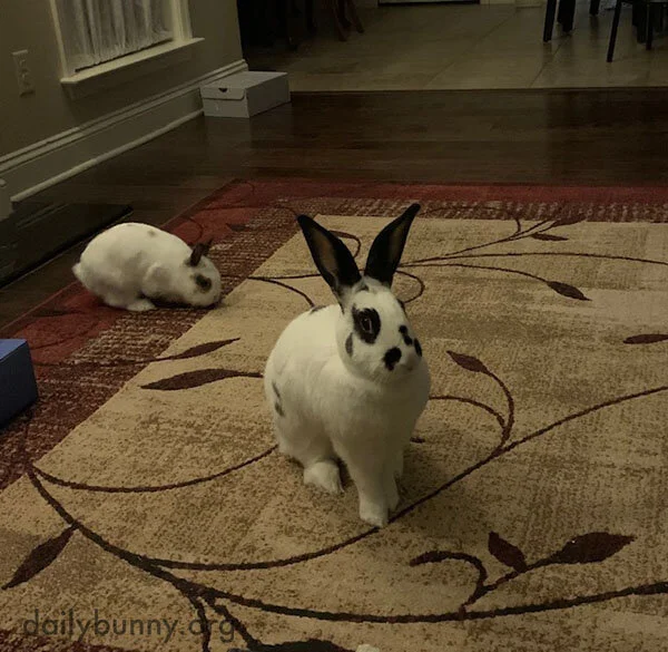 Bunny Binky-Bombs His Friend's Very Serious Photo — The Daily Bunny