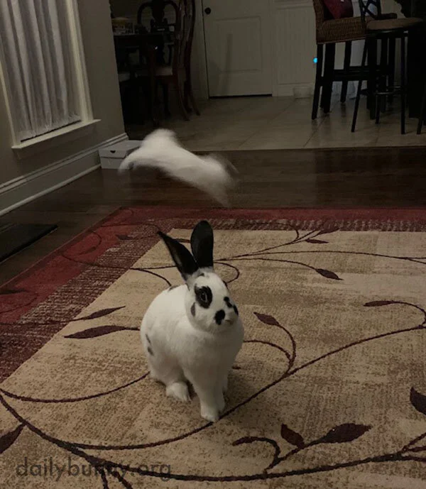 Bunny Binky-Bombs His Friend's Very Serious Photo — The Daily Bunny