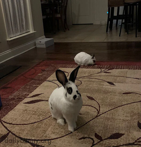 Bunny Binky-Bombs His Friend's Very Serious Photo — The Daily Bunny