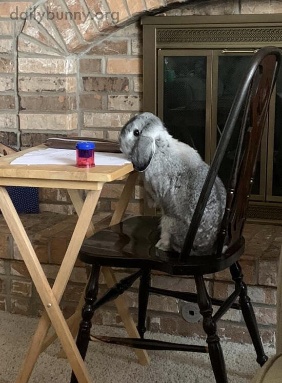 Bunny Grades Her Young Human's Homework — The Daily Bunny