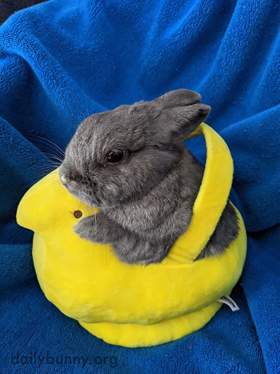 2020's Easter Bunnies! — The Daily Bunny