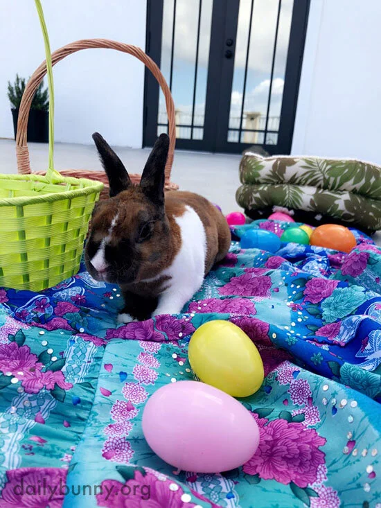 More 2020 Easter Bunnies! — The Daily Bunny