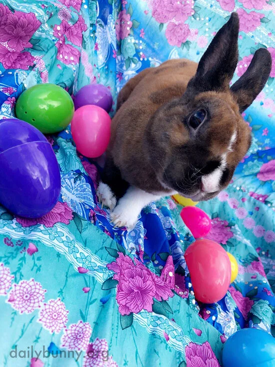 More 2020 Easter Bunnies! — The Daily Bunny