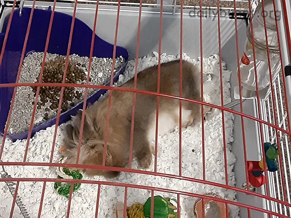 Shhh! Don't Disturb a Napping Bunny! — The Daily Bunny