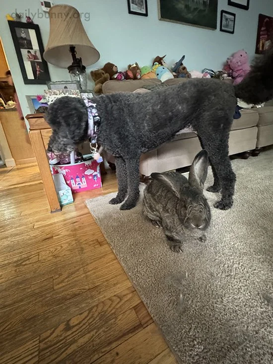 It's Giving... Olan Mills? — The Daily Bunny