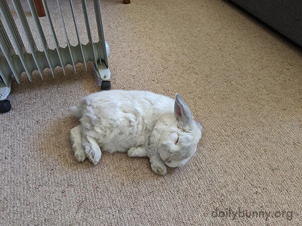 Human's Working So Hard It's Tired Out Bunny — The Daily Bunny