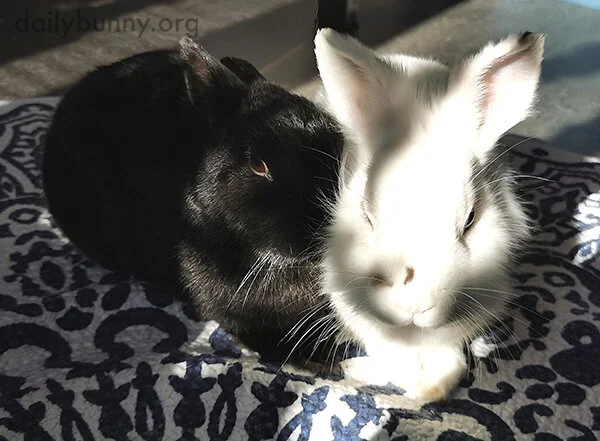 Bunnies Cuddle Up Together in a Sunbeam — The Daily Bunny