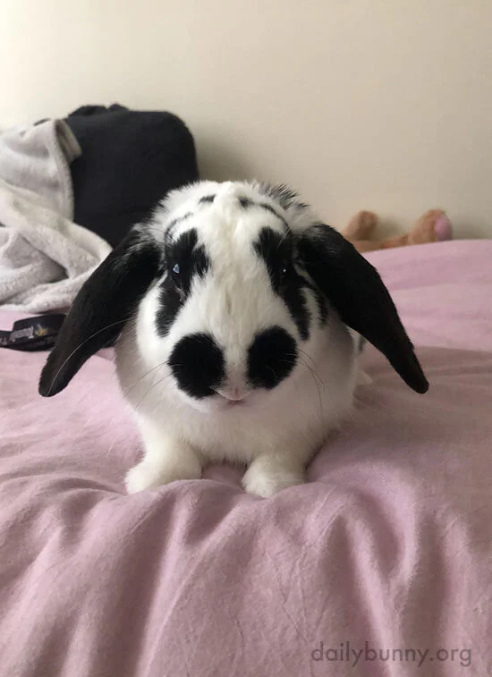 What an Interesting Mustache, Bunny! — The Daily Bunny